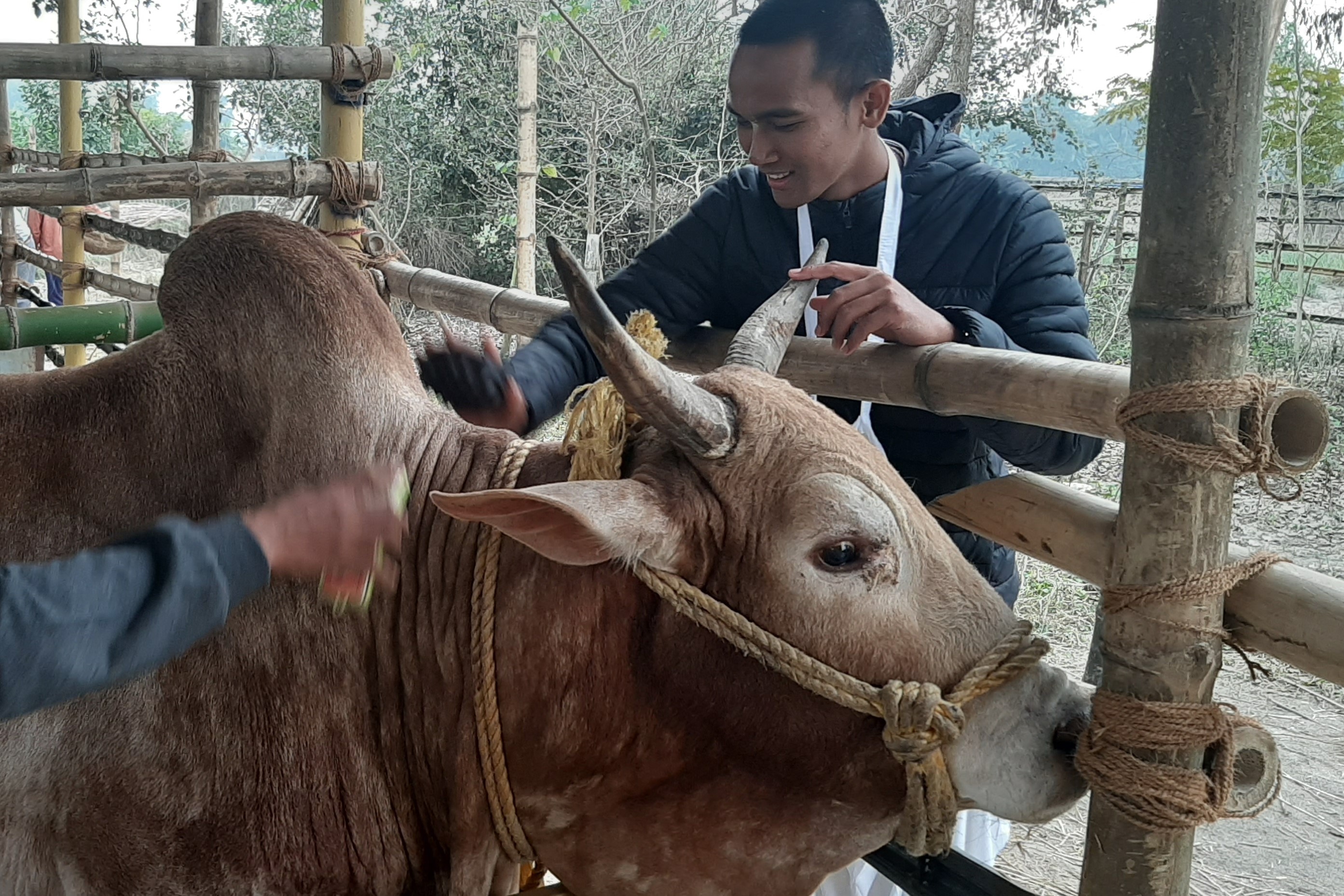 Holistic Cow Care (Basic) | Varnasrama College ONLINE